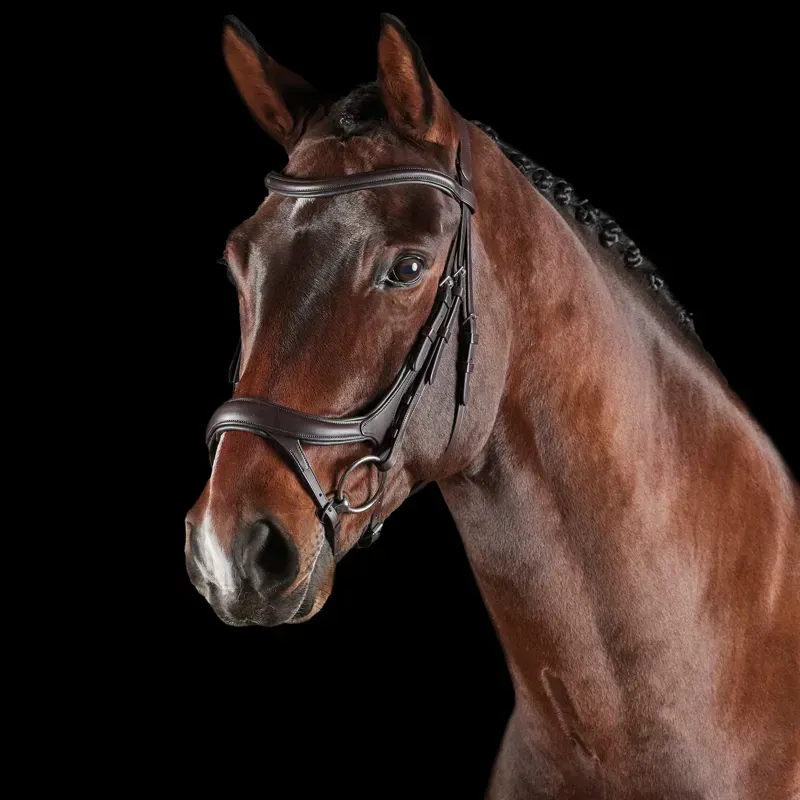 Collegiate bridles store